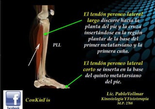 Peroneo Largo Y Corto