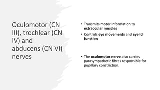 TMTS Cranial Nerves Powerpoint.pptx