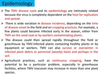 tmv-200131091118.pdf