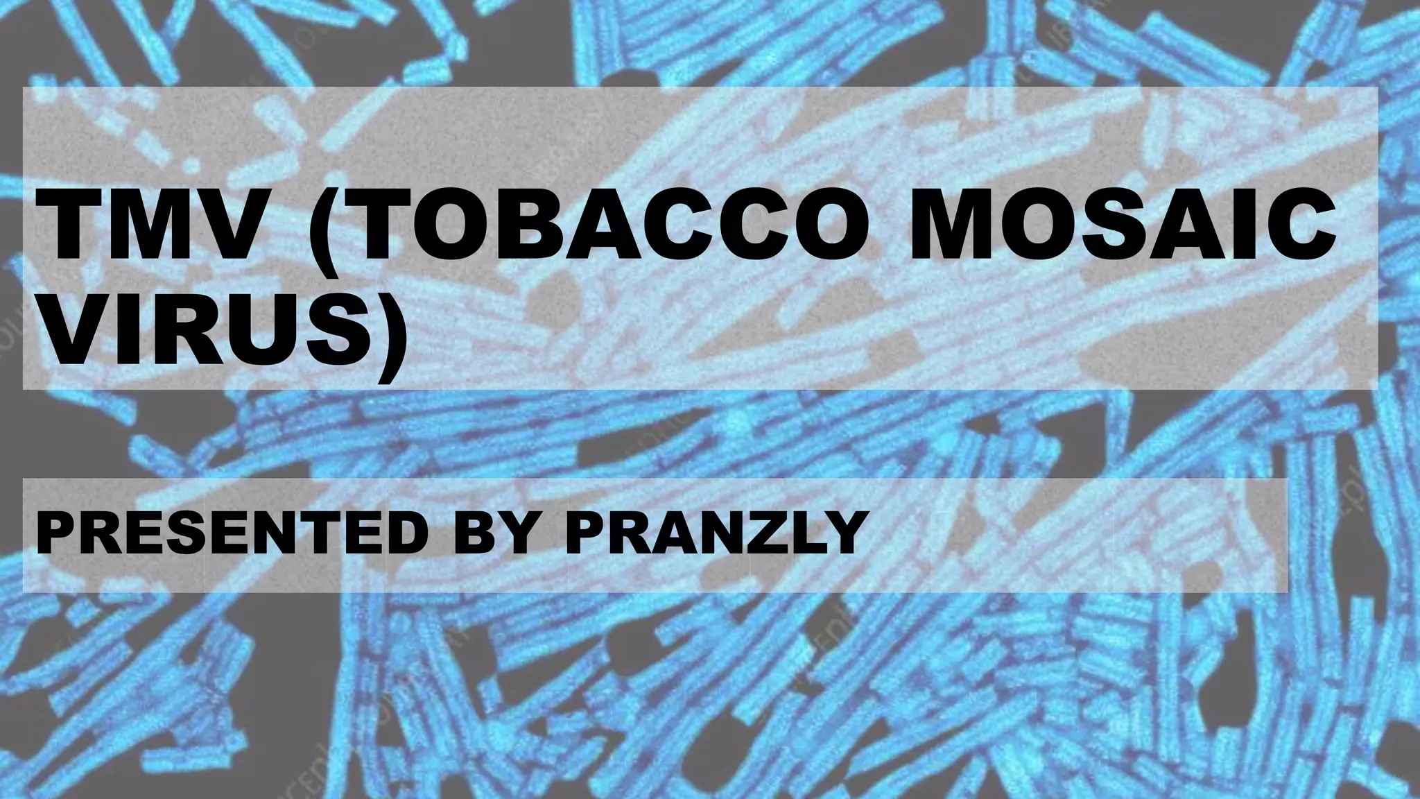 Tobacco mosaic virus by Pranzly.ppt