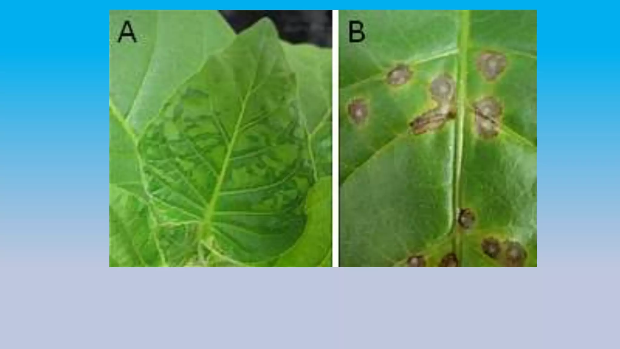 Tobacco mosaic virus by Pranzly.ppt