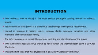 Tobacco mosaic virus by Pranzly.ppt