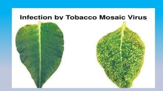 Tobacco mosaic virus by Pranzly.ppt