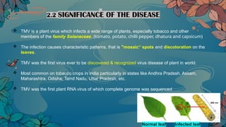 Introduction and characteristics of Tobacco mosaic virus | PPTX