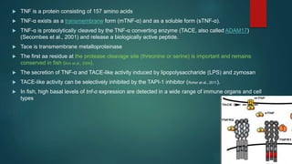 TNF | PPTX