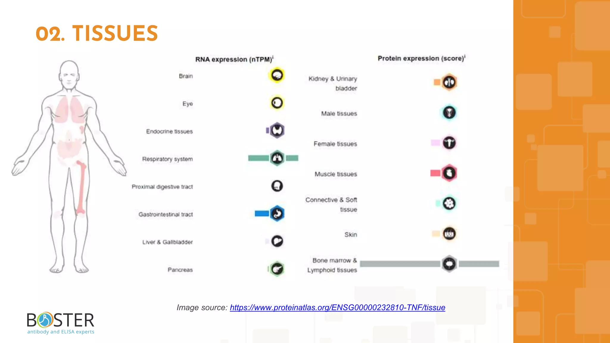 Learn TNF Alpha in 3 minutes | Tumor necrosis factor, TNFA | PPTX