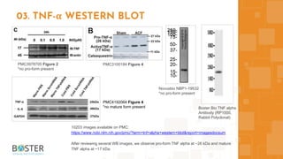 Learn TNF Alpha in 3 minutes | Tumor necrosis factor, TNFA | PPTX ...