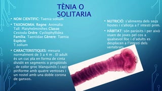 Tènia o solitaria zoo | PPTX