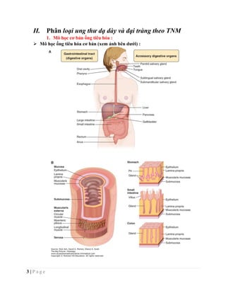Phân độ TNM của ung thư đại - trực tràng và Ung thư dạ dày theo AJCC 8th | PDF