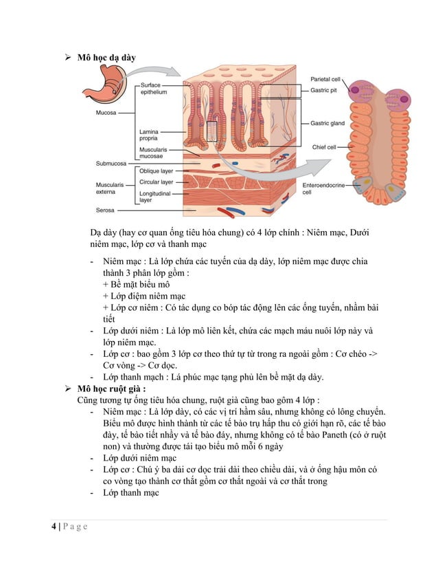 Phân độ TNM của ung thư đại - trực tràng và Ung thư dạ dày theo AJCC 8th | PDF