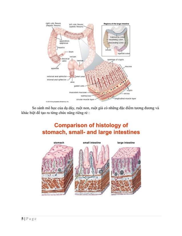 Phân độ TNM của ung thư đại - trực tràng và Ung thư dạ dày theo AJCC 8th | PDF