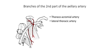 Arterial supply to the shoulder and brachial plexus | PPTX