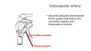 Arterial supply to the shoulder and brachial plexus | PPT
