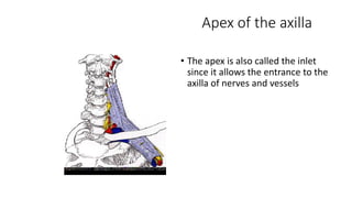 Arterial supply to the shoulder and brachial plexus | PPT