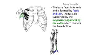 Arterial supply to the shoulder and brachial plexus | PPT