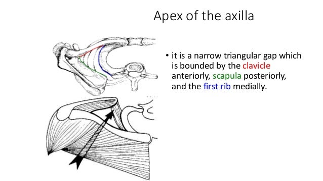 Arterial supply to the shoulder and brachial plexus