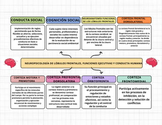 FUNCIONES EJECUTIVAS Y CONDUCTA HUMANAS: NEUROPSICOLOGIA | PDF