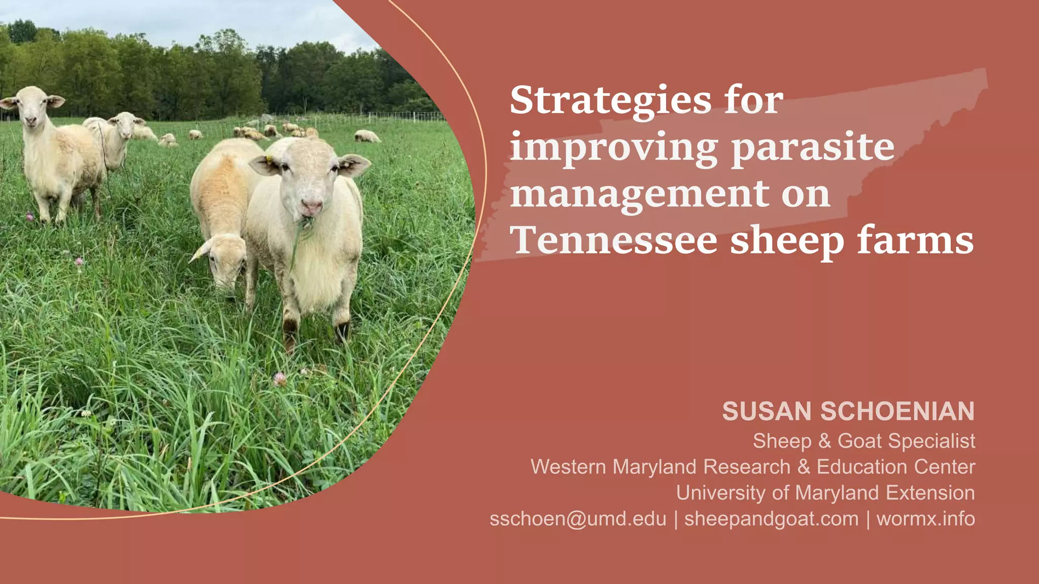 Strategies for Improving Parasite Management on Tennessee Sheep farms ...