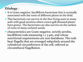 Agrobacterium | PPTX