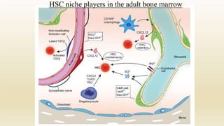7. hematopoiesis | PPTX