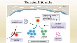 7. hematopoiesis | PPTX