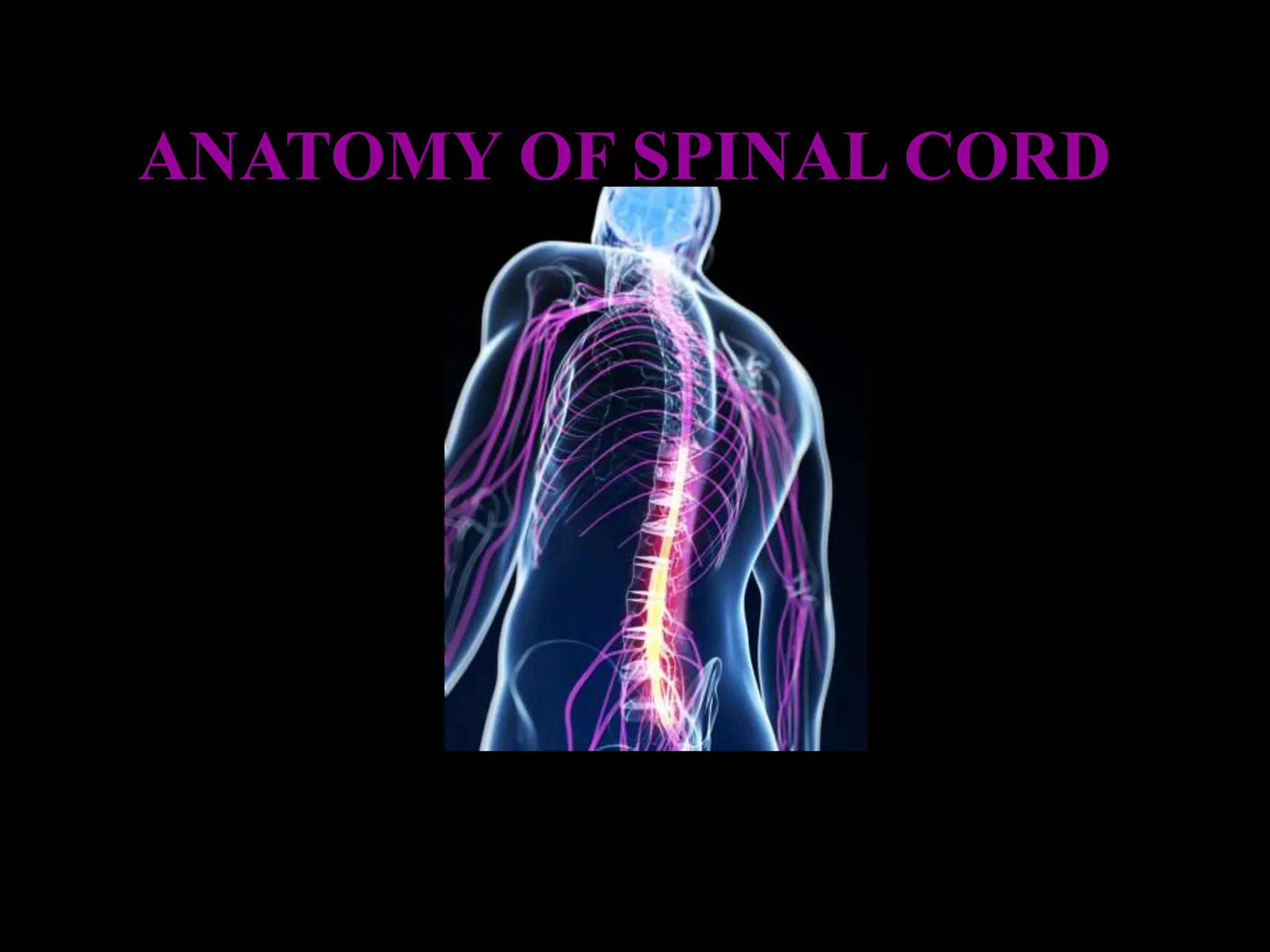 Introduction to Anatomy of the Spinal Cord.ppt
