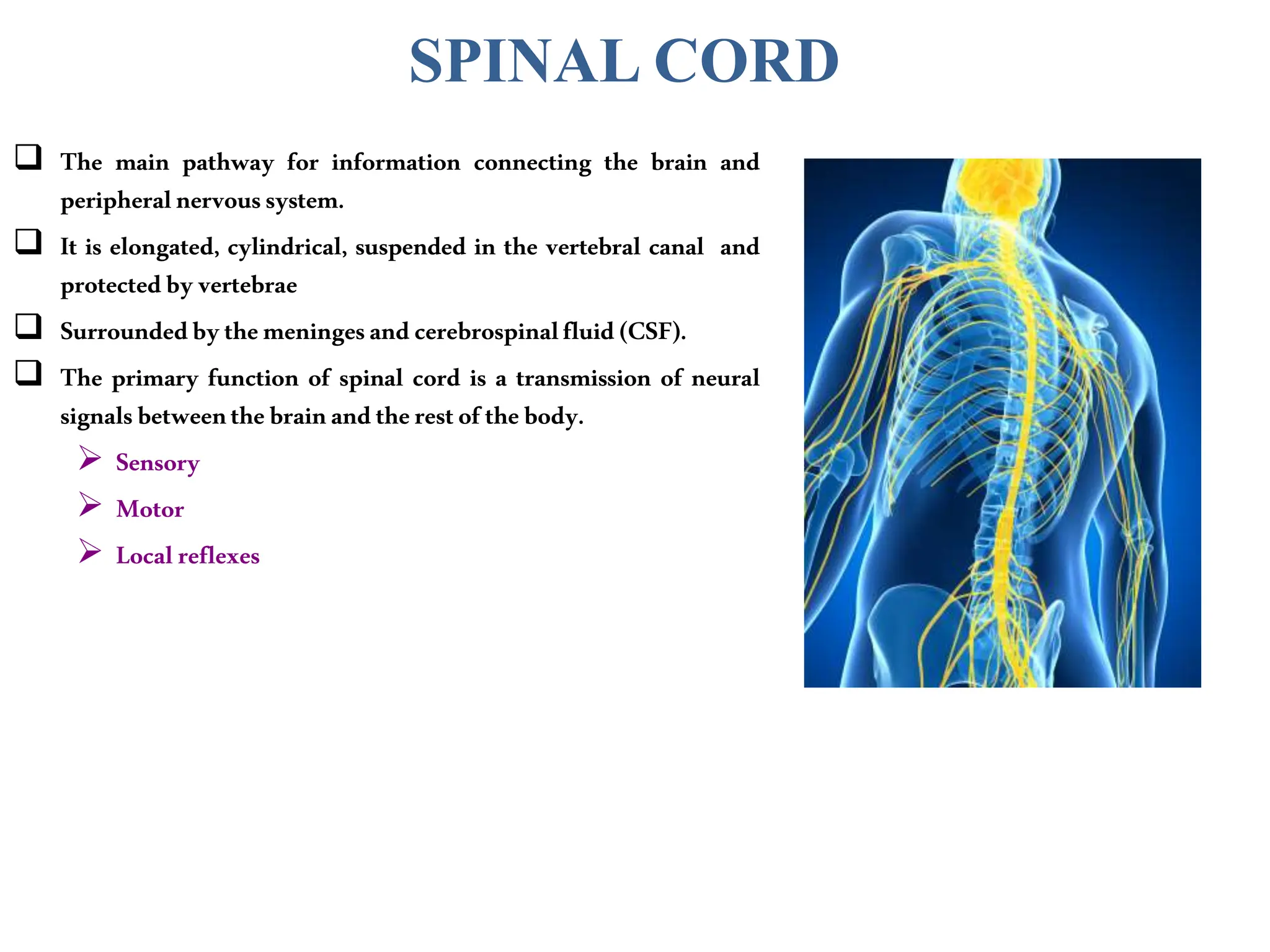 Introduction to Anatomy of the Spinal Cord.ppt