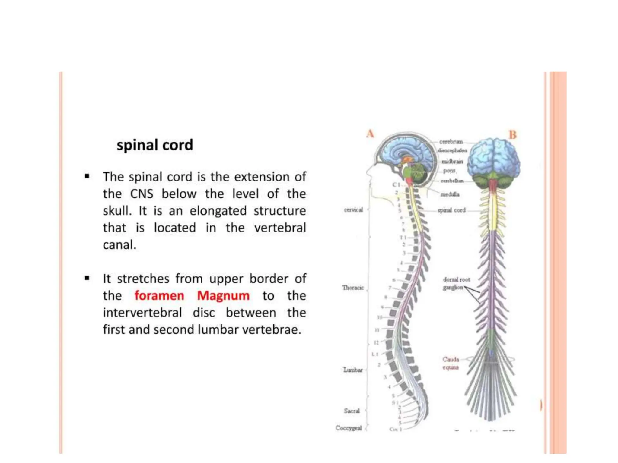 Introduction to Anatomy of the Spinal Cord.ppt
