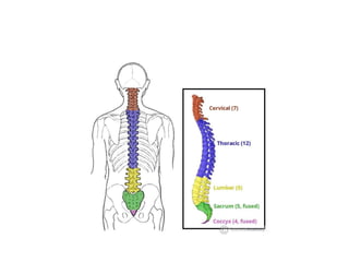 Introduction to Anatomy of the Spinal Cord.ppt