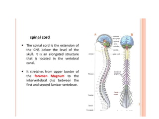 Introduction to Anatomy of the Spinal Cord.ppt