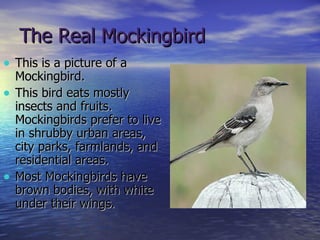 To Kill A Mockingbird Symbol Of Innocence | PPT