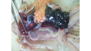 toad anatomy 2 elsalam.pptx mmmmmmmmmmmmm | PPT