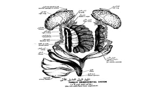 toad anatomy 2 elsalam.pptx mmmmmmmmmmmmm | PPT