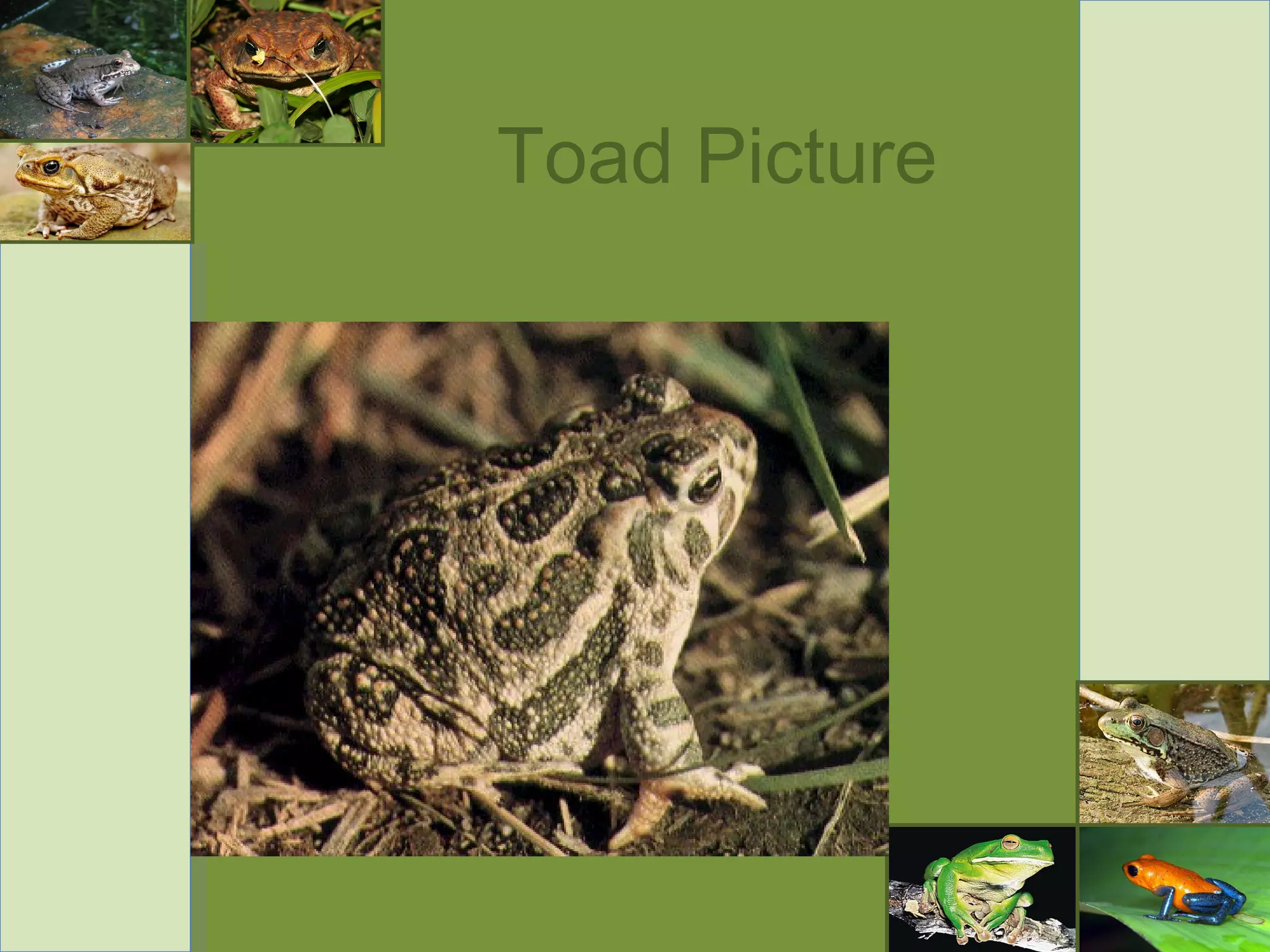 ITC Project Toads and Frogs | PPT