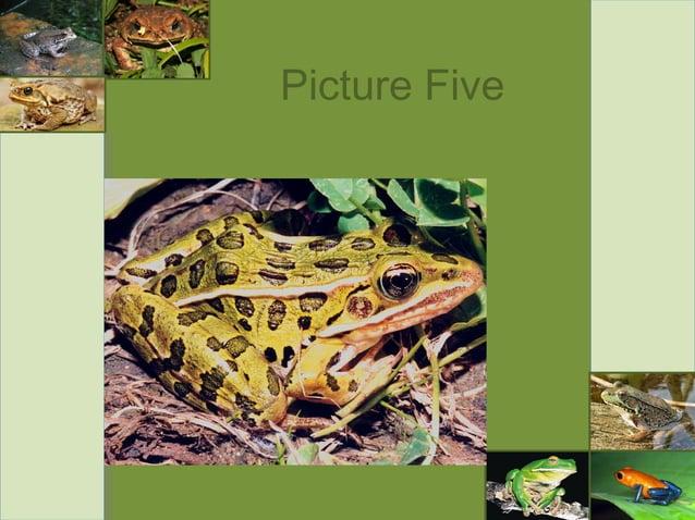 ITC Project Toads and Frogs | PPT