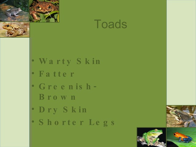 ITC Project Toads and Frogs | PPT
