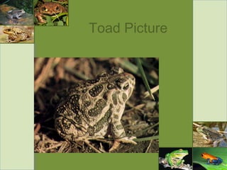 ITC Project Toads and Frogs | PPT