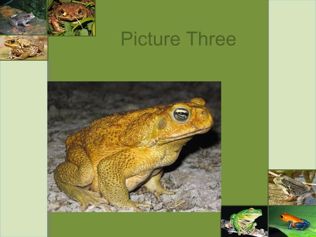 ITC Project Toads and Frogs | PPT