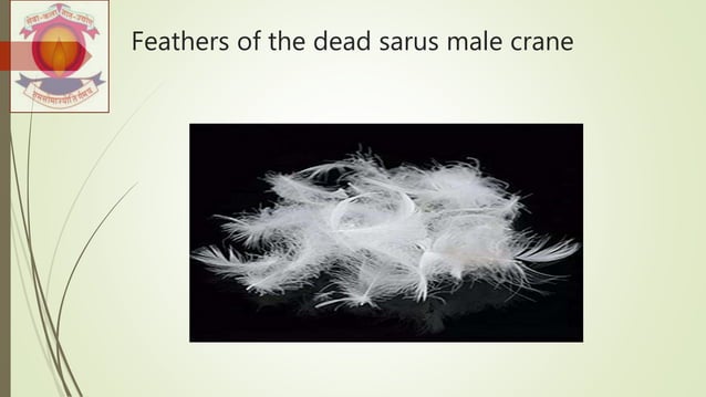 TO A PAIR OF SARUS CRANE STD 10TH.pptx