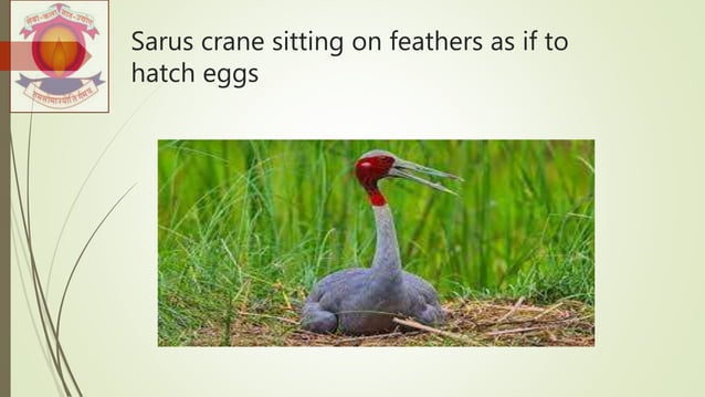 TO A PAIR OF SARUS CRANE STD 10TH.pptx