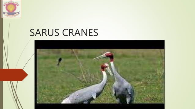TO A PAIR OF SARUS CRANE STD 10TH.pptx