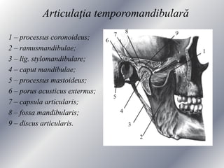 toaz.info-166295764-anatomia-chirurgicala-a-feei-pr ...