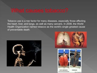 Tobacco | PPT