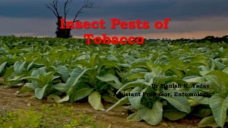 Tobacco | PPTX