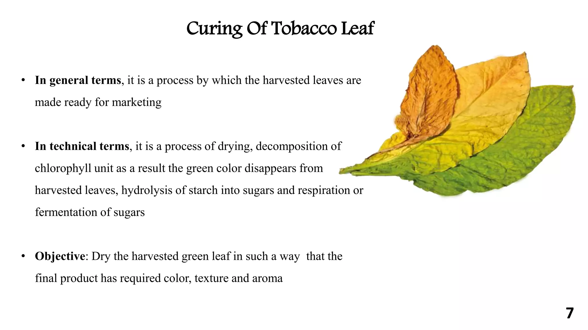 Harvesting and curing method of tobacco | PPTX