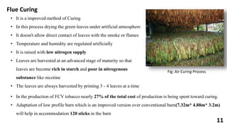 Harvesting and curing method of tobacco | PPTX