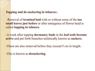 Tobacco.ppt Details cultivation practices of Tobacco | PPT