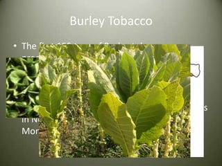 Tobacco origin, meaning and distribution | PPT