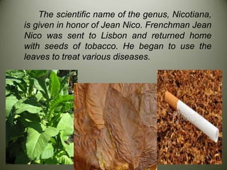 Tobacco origin, meaning and distribution | PPT