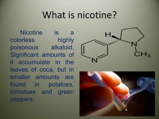 Tobacco origin, meaning and distribution | PPT